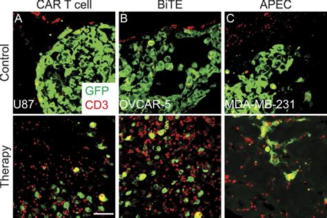 Ihc Validation Of T Cell Infiltration Into Engrafted Tumors Following