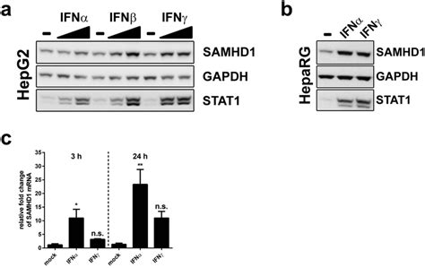 Interferon Induces SAMHD1 Expression In Hepatic Cell Lines And In