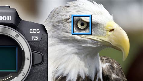 Is Eye Autofocus In The New Canon R And R Better Than Sony Fstoppers