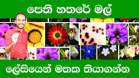පෙති හතරේ මල් මතක තියාගන්න ලේසිම කෙටි ක්‍රමය Uthsuka Rathnayake Youtube