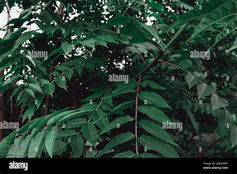 Beautiful Nature Background Forest Backdrop With Leaves And Branches