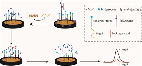 A Reagentless Electrochemical Dna Sensor Based On A Self‐powered Dna