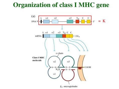 Ppt Chapter 7 Major Histocomptibility Complex Mhc Powerpoint