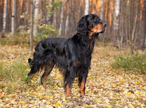 Gordon Setter Charakter Größe And Erziehung Steckbrief
