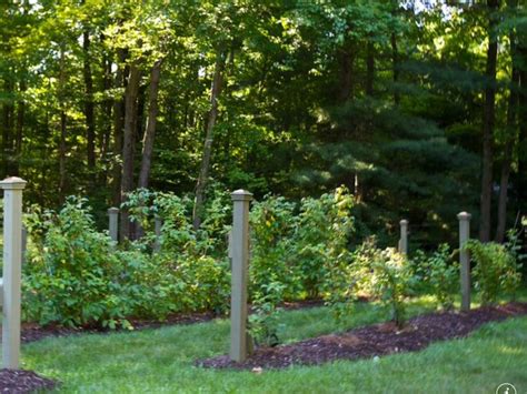 Raspberry Supports For Your Garden Arch