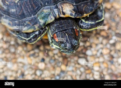 Red Eared Terrapin Trachemys Scripta Elegans Red Eared Slider Turtle