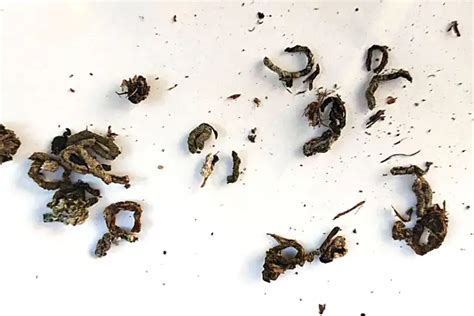 How To Get Rid Of Snails And Slugs In Your Garden Yates Australia