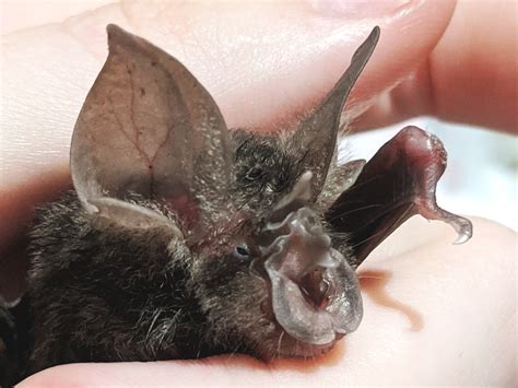 Bats — Microbats Of Melbourne
