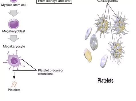 Neonatal Thrombocytopenia Ppt