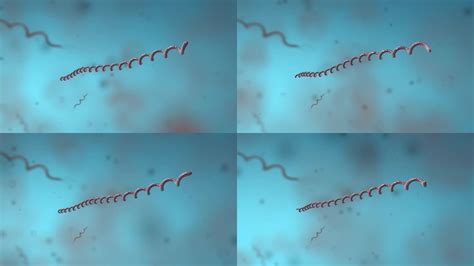 细菌真菌细胞微生物螺旋菌医学动画视频素材下载编号9250623光厂vj师网