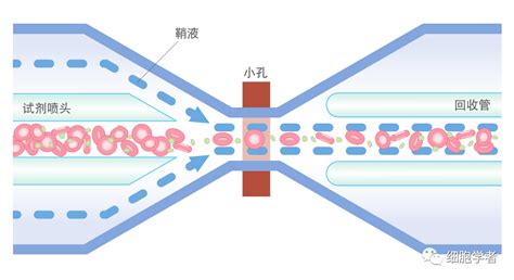史上最强血常规散点图解读从入门到精通一篇就够了 小桔灯网 IIVD NET