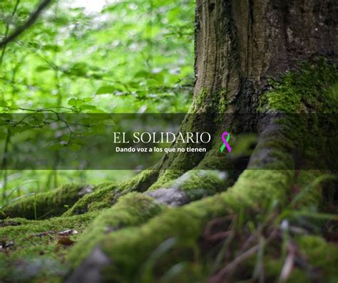 Árboles Que Crean Energía ¿futuro Verde En La Electricidad