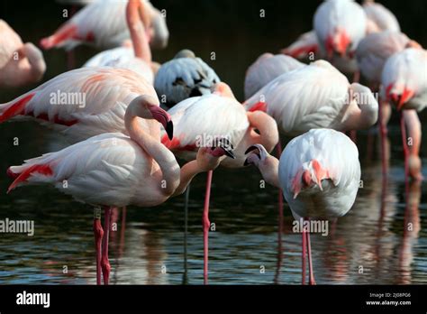 Pink Flamingos In The Ornithological Park Of Pont De Gau Located Close