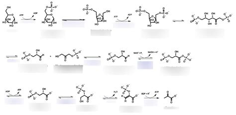 Glycolysis Diagram Quizlet
