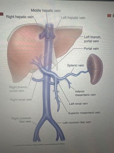 Ivc Anatomy Flashcards Quizlet