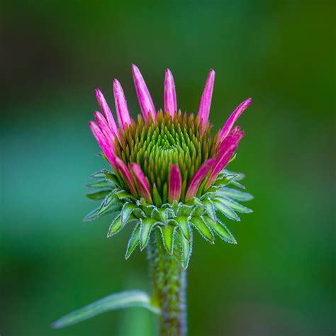 Nature And Wildlife — Corey Bourassa