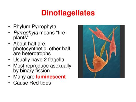 Phylum Pyrrophyta