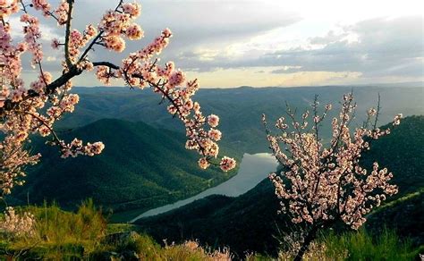 Vila Nova De Foz Côa Volta A Ser A Capital Da Amendoeira Em Flor