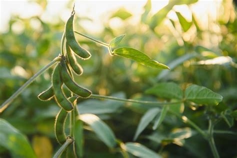 Premium Photo Close Up Of Soybean Plant In Cultivated Agricultural