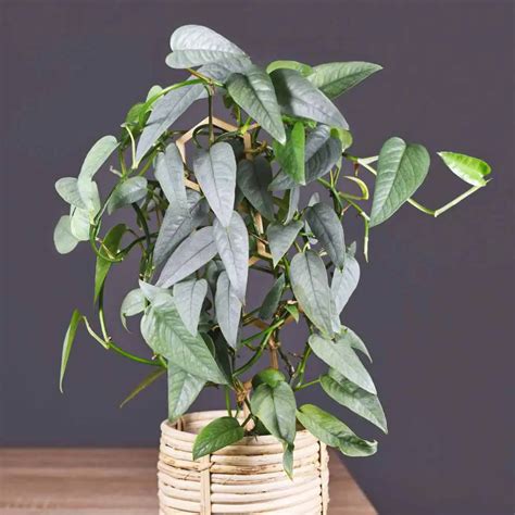 The Cebu Blue Pothos The Contented Plant