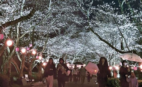 春の夜浮かぶ桜のトンネル 公渕森林公園、初ライトアップ｜四国新聞web朝刊