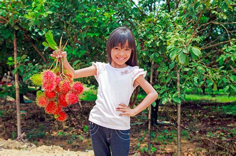 Landscaping The Tropical Garden With Fruit Trees Tropical House Garden