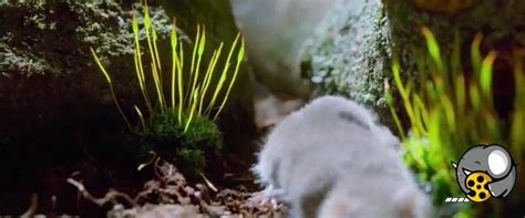 شرو کوچکترین و گرسنه ترین پستاندار جهان فیلو