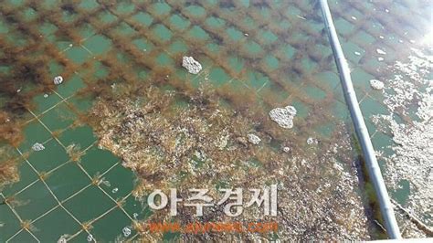 서천군 김 양식어장 황백화 현상 완화를 위한 저수지 담수 긴급 방류 아주경제