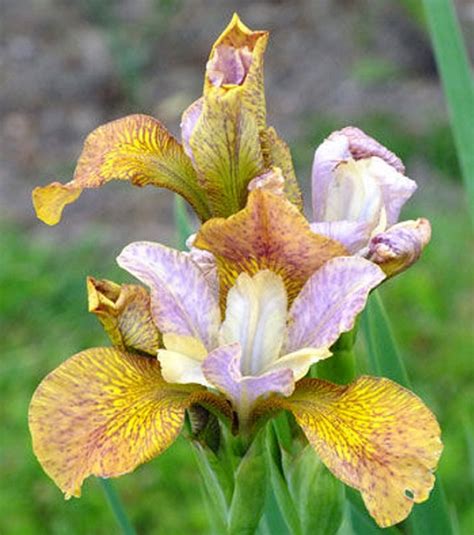 Iris Sibirica Siberian Peacock Butterfly Ginger Twist® Bulb Tuber