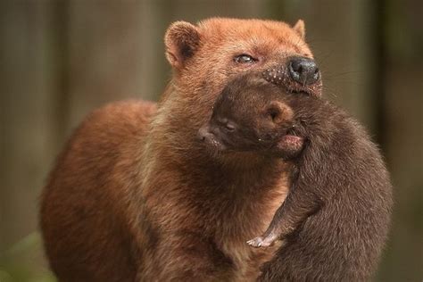 Watch Cute Bush Dog Pups Venture From Their Dens At Chester Zoo