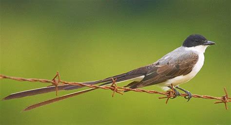 Fork Tailed Flycatcher Bird Species