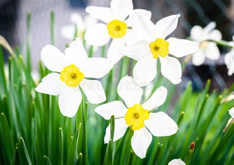 Beautiful White And Yellow Daffodils In Garden Stock Image Image Of