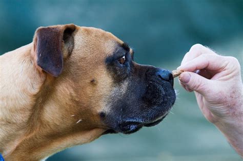 DOSSIER Quelle Est La Meilleure Croquette Pour Chien