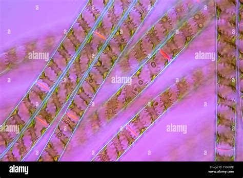 Differential Interference Contrast Dic Light Micrograph Of Spirogyra