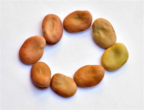 Broad Beans Fava Beans Faba Beans Vicia Faba Vitamin Herbs Eic