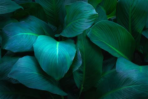 톱 뷰 이국적인 신선한 녹색 휴가 질감 부드러운 푸른 빛 어두운 배경idea에 Spathiphyllum Cannifolium의