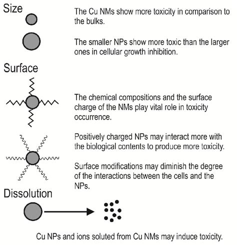 Schematic Overview Of Relevant Cu Nms Features Regulated By Their