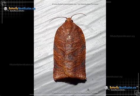 Leafroller Moth