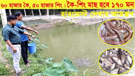 ৬০ হাজার কৈ ৫০ হাজার শিং আছে । কৈ শিং মিলে মাছ হবে ১৭০ মন । কৈ শিং মাছ চাষ পদ্ধতি । Swadesh Bd