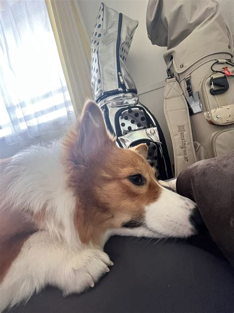こんぺいとう On Twitter 今朝も寝てたら顔面踏みつけられた😭 Mlvgzsgcha Twitter