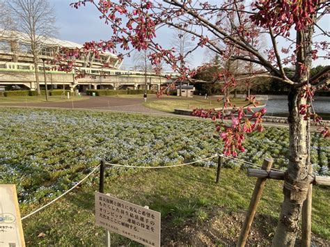 仙台市泉区七北田公園の『ゆづ桜』の開花が始まったみたい！（2023年3月27日時点） 仙台つーしん