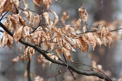 60 000 Free Dry Branch Drag And Nature Images Pixabay