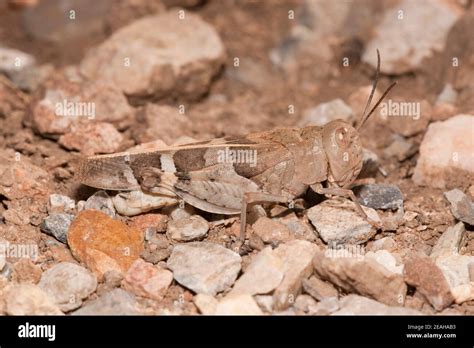 Wheelers Blue Winged Grasshopper Male Leprus Wheeleri Acrididae