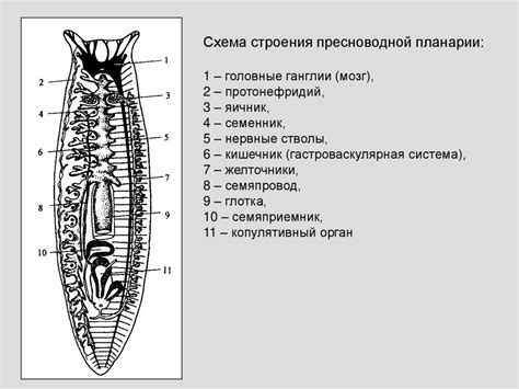 Зоология беспозвоночных - online presentation