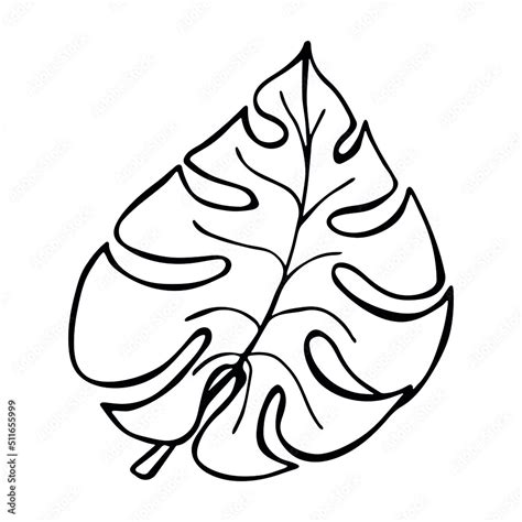 Simple Tropical Leaf Illustration Hand Drawn Vector Monstera Leaf