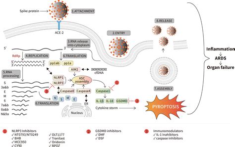 Frontiers Inflammasomes During SARS CoV 2 Infection And Development