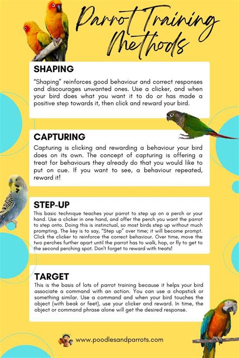 Top Parrot Training Methods Artofit