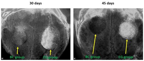 Comparative Evaluation Of Two Collagen Based Biomaterials With