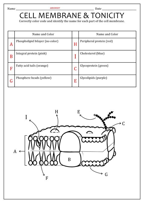 Membrane Structure And Function Worksheet