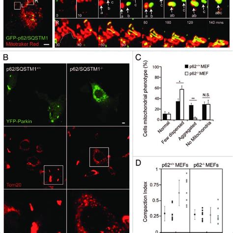 Mitochondrial Aggregation Requires The Pb1 Domain But Not The Lir